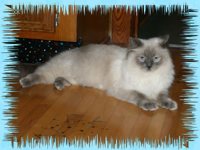 Retired Ragdoll Adults | Beyond the Valleyragdolls.com