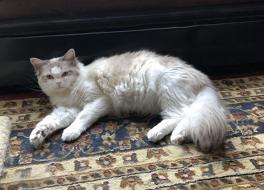 Retired Ragdoll Adults | Beyond the Valleyragdolls.com