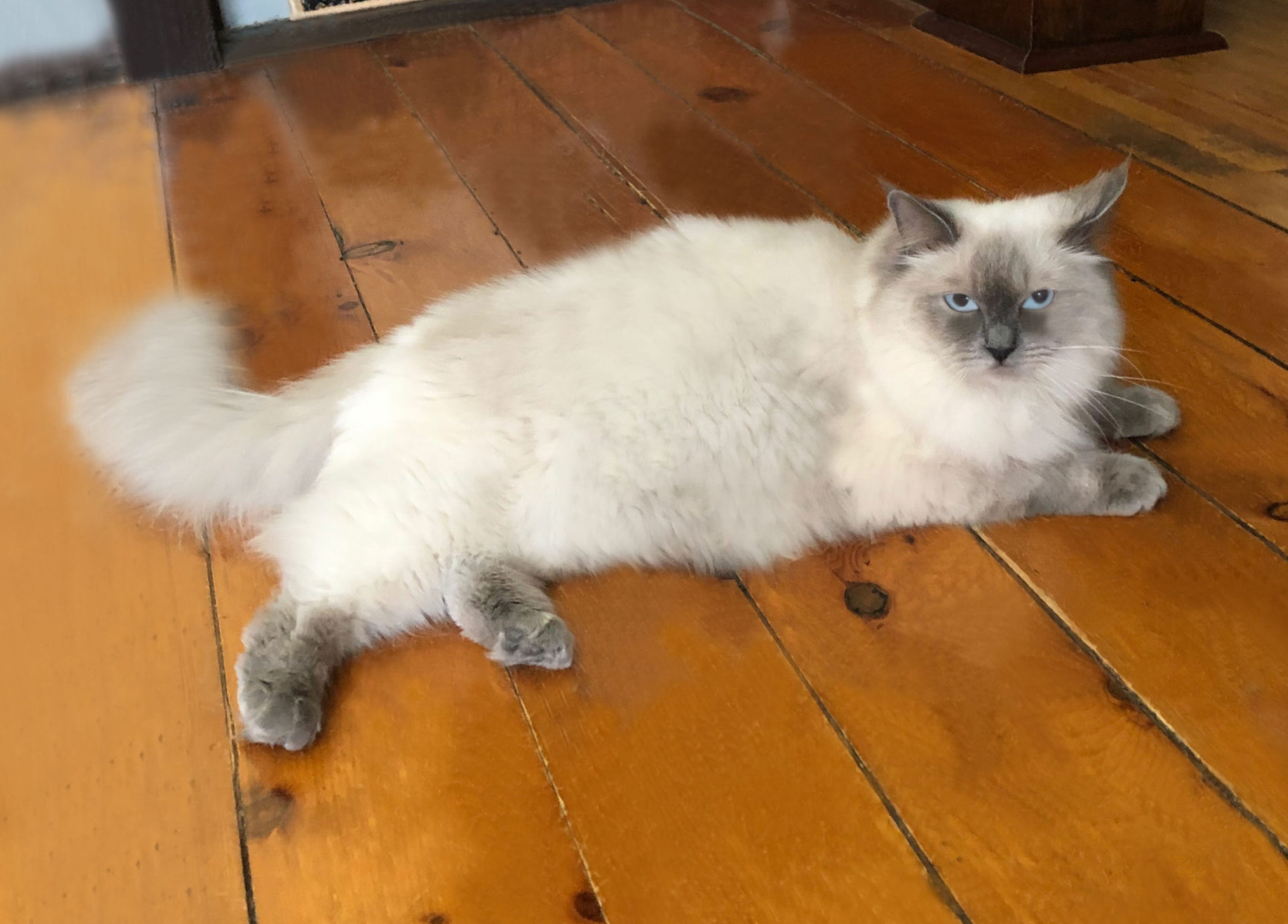 Retired Ragdoll Adults | Beyond the Valleyragdolls.com