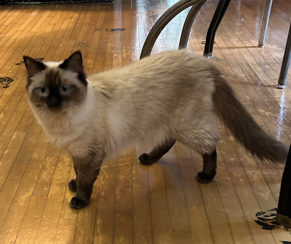 Retired Ragdoll Adults | Beyond the Valleyragdolls.com