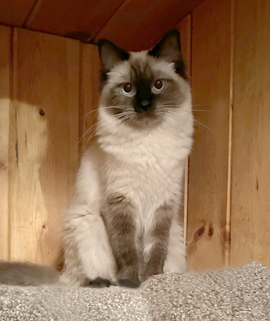 Retired Ragdoll Adults | Beyond the Valleyragdolls.com